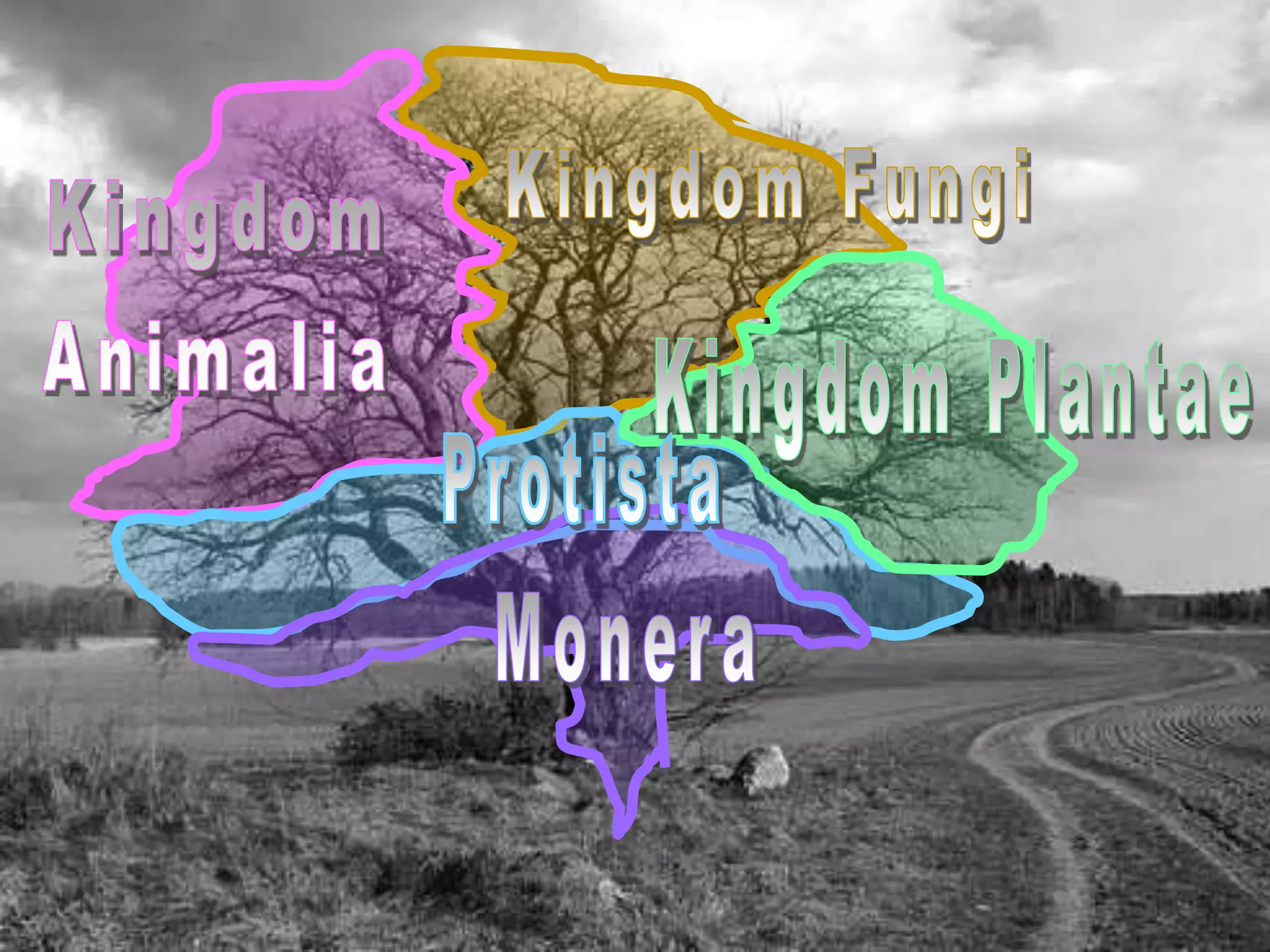 Kingdoms of Life, Phylums of Animals Visual PowerPoint Quiz, Biology ...