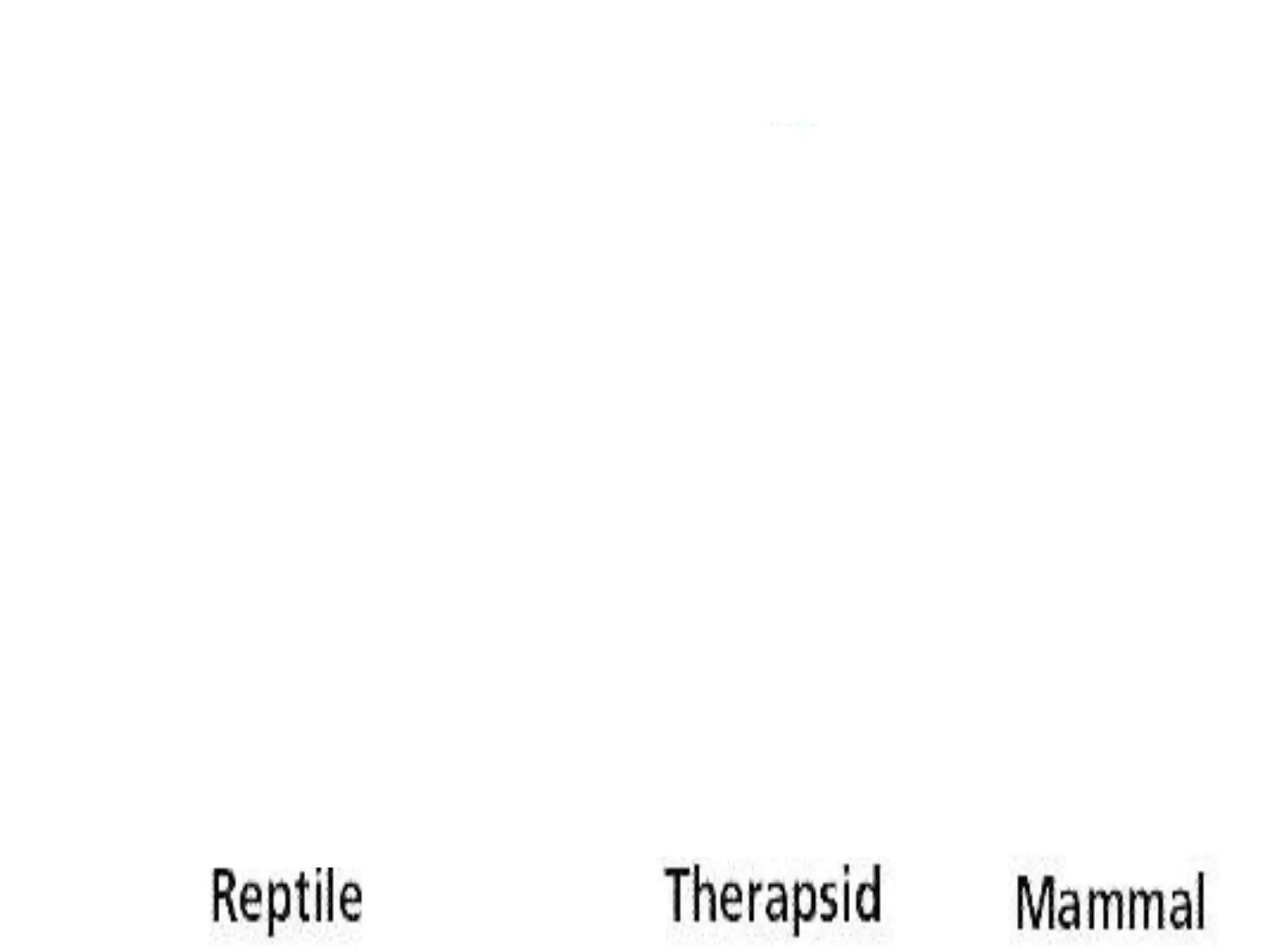 Mammals Lesson Biology PowerPoint, Class Mammalia, Taxonomy and ...