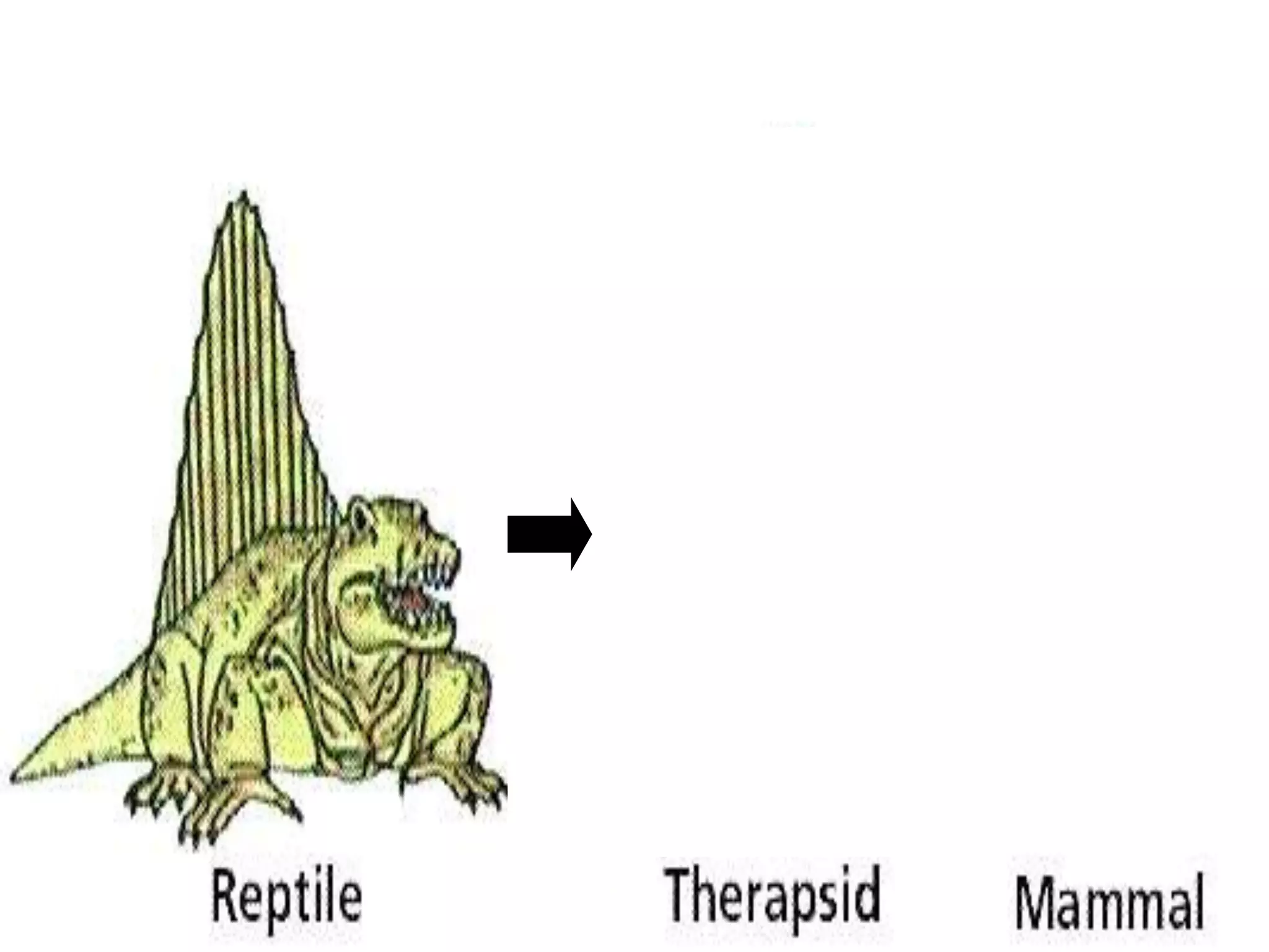 Mammals Lesson Biology PowerPoint, Class Mammalia, Taxonomy and ...