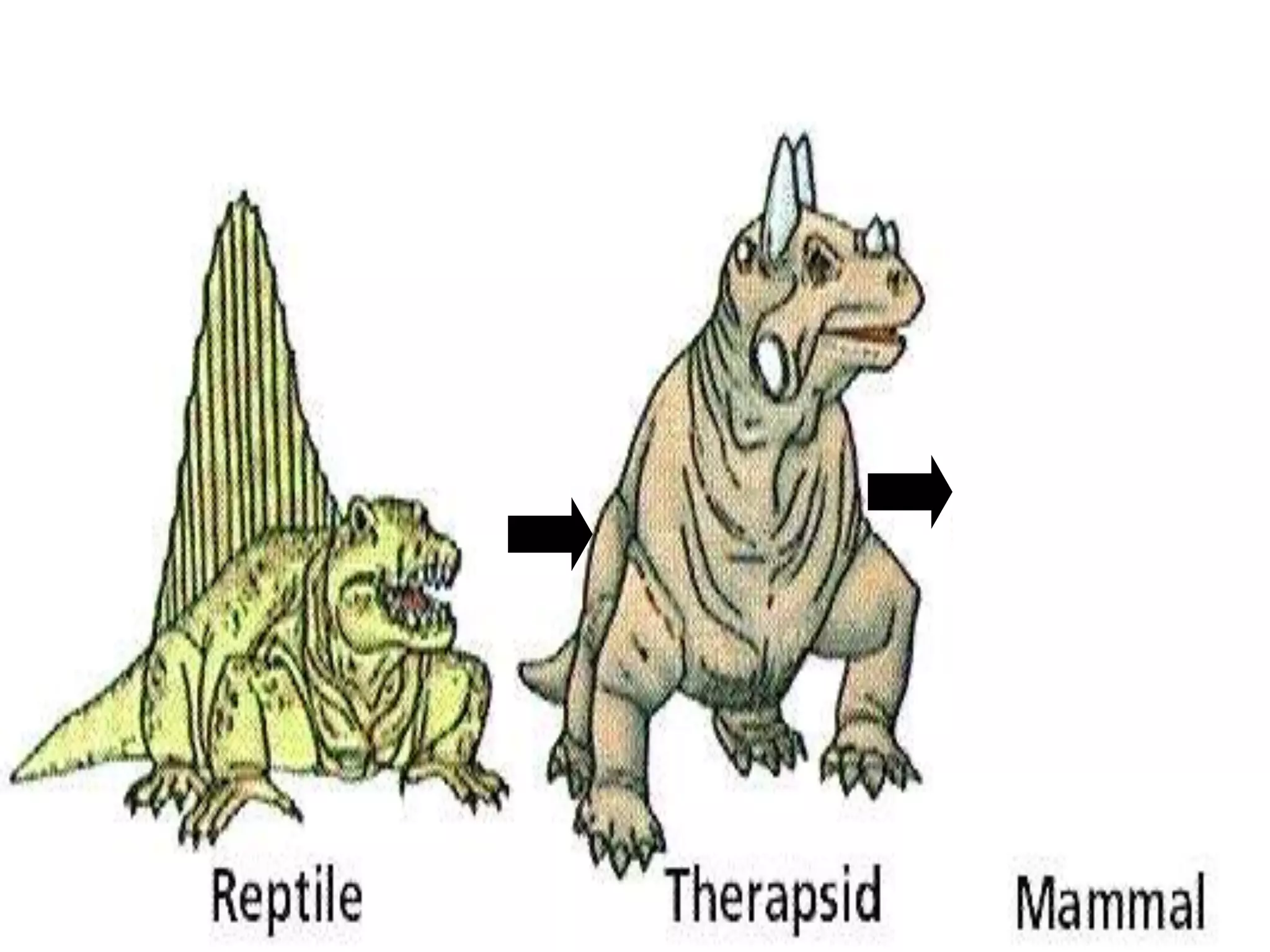 Mammals Lesson Biology PowerPoint, Class Mammalia, Taxonomy and ...