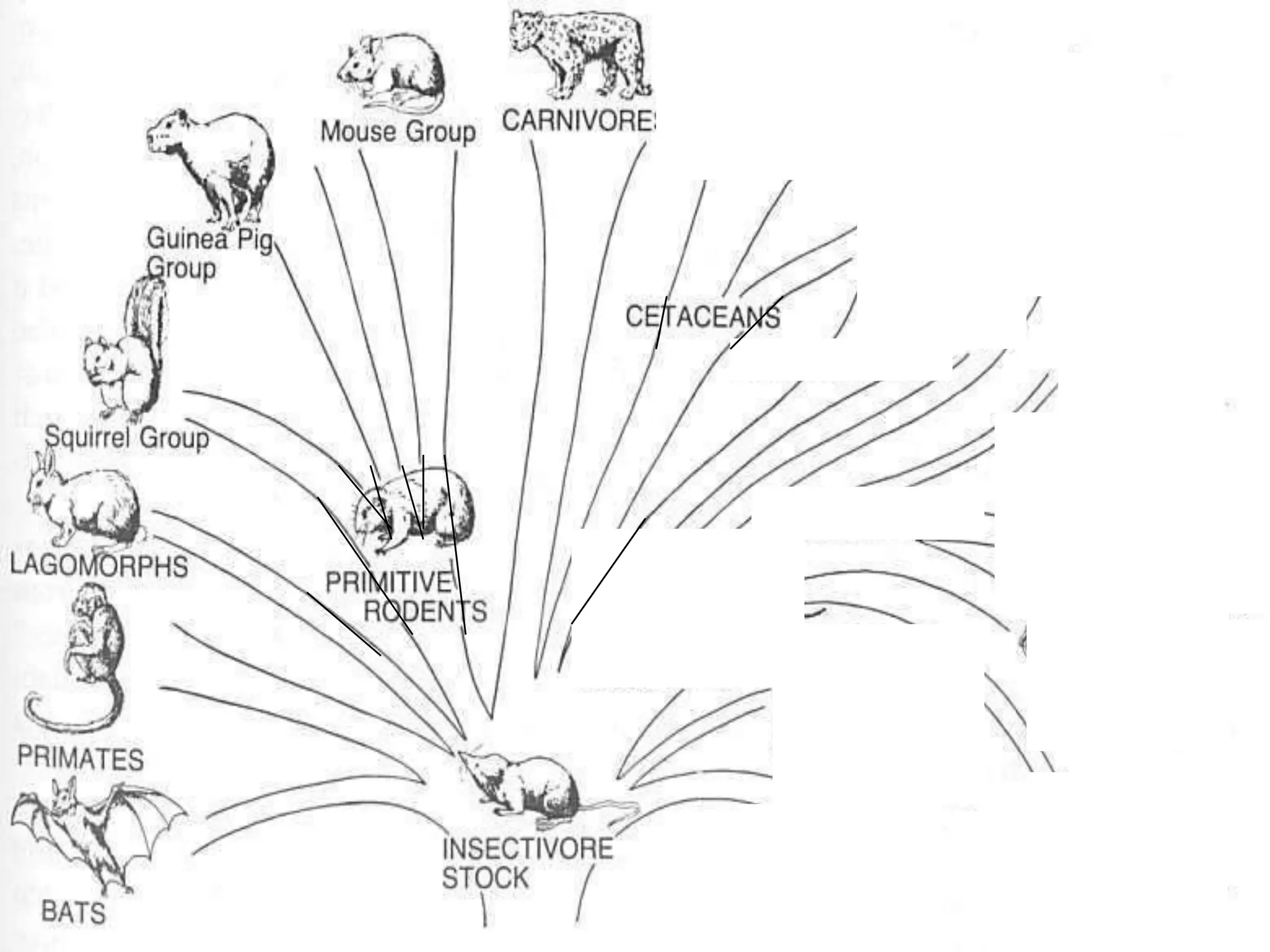 Mammals Lesson Biology PowerPoint, Class Mammalia, Taxonomy and ...