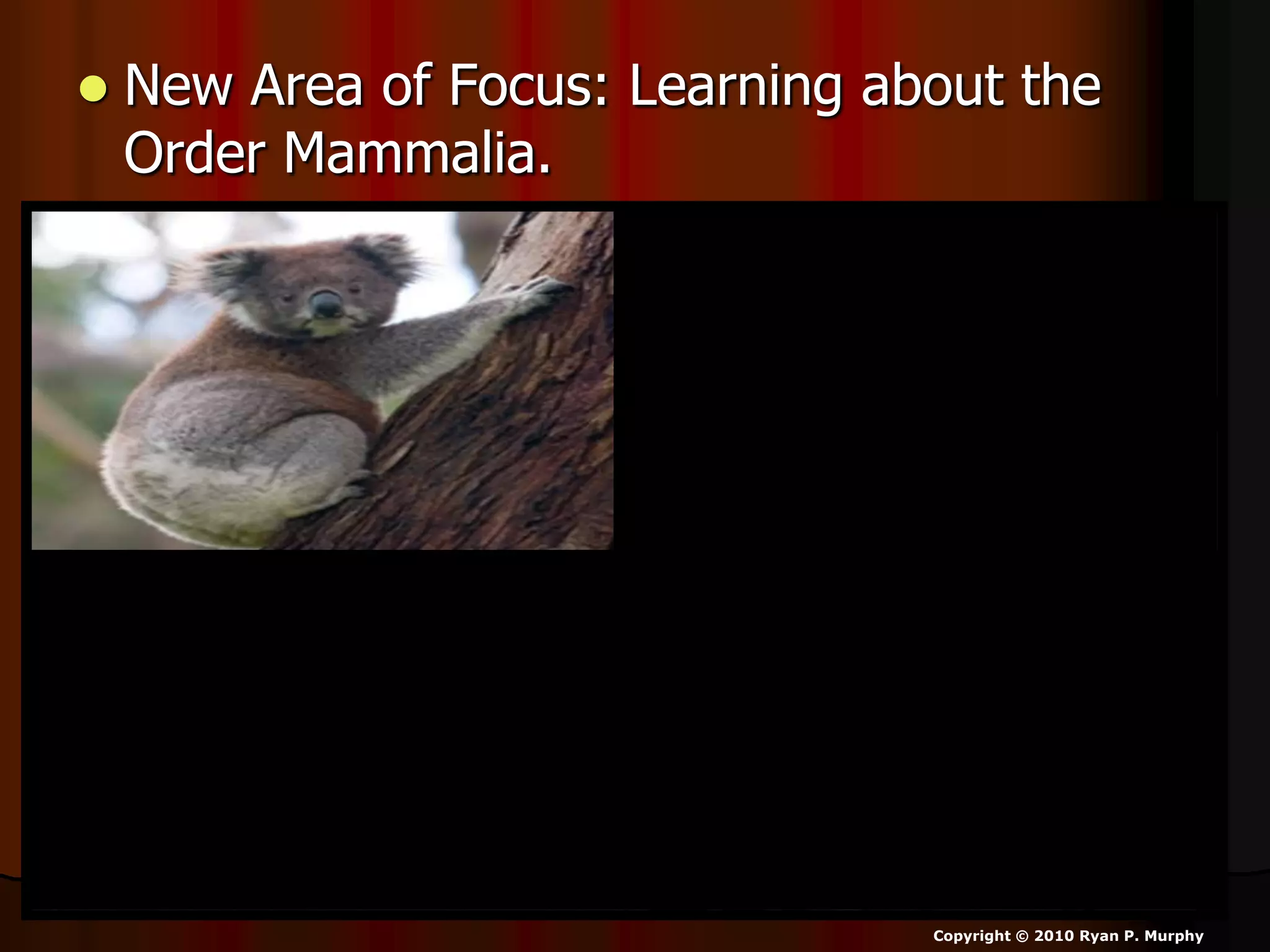 Mammals Lesson Biology PowerPoint, Class Mammalia, Taxonomy and ...
