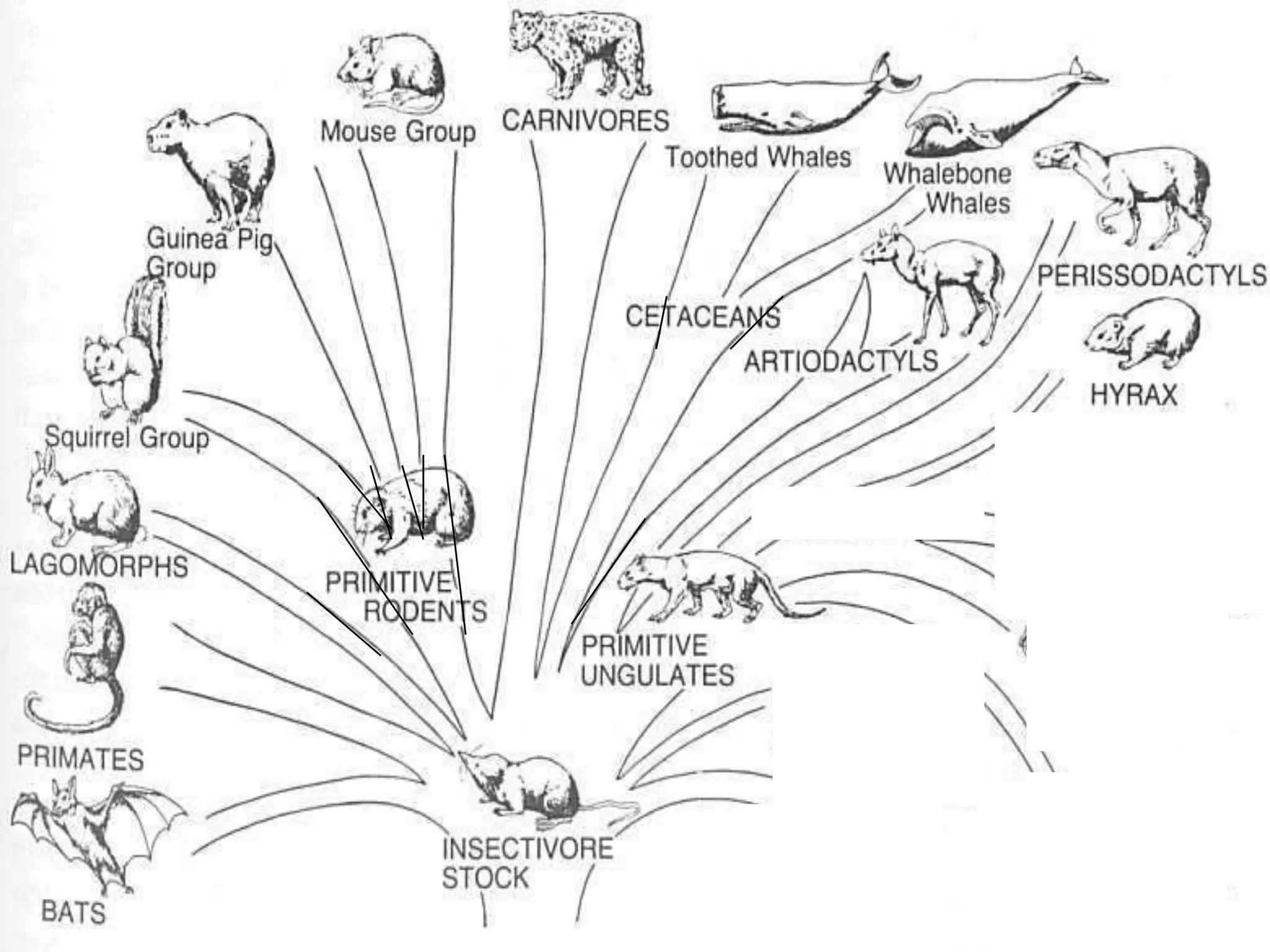 Mammals Lesson Biology PowerPoint, Class Mammalia, Taxonomy and ...