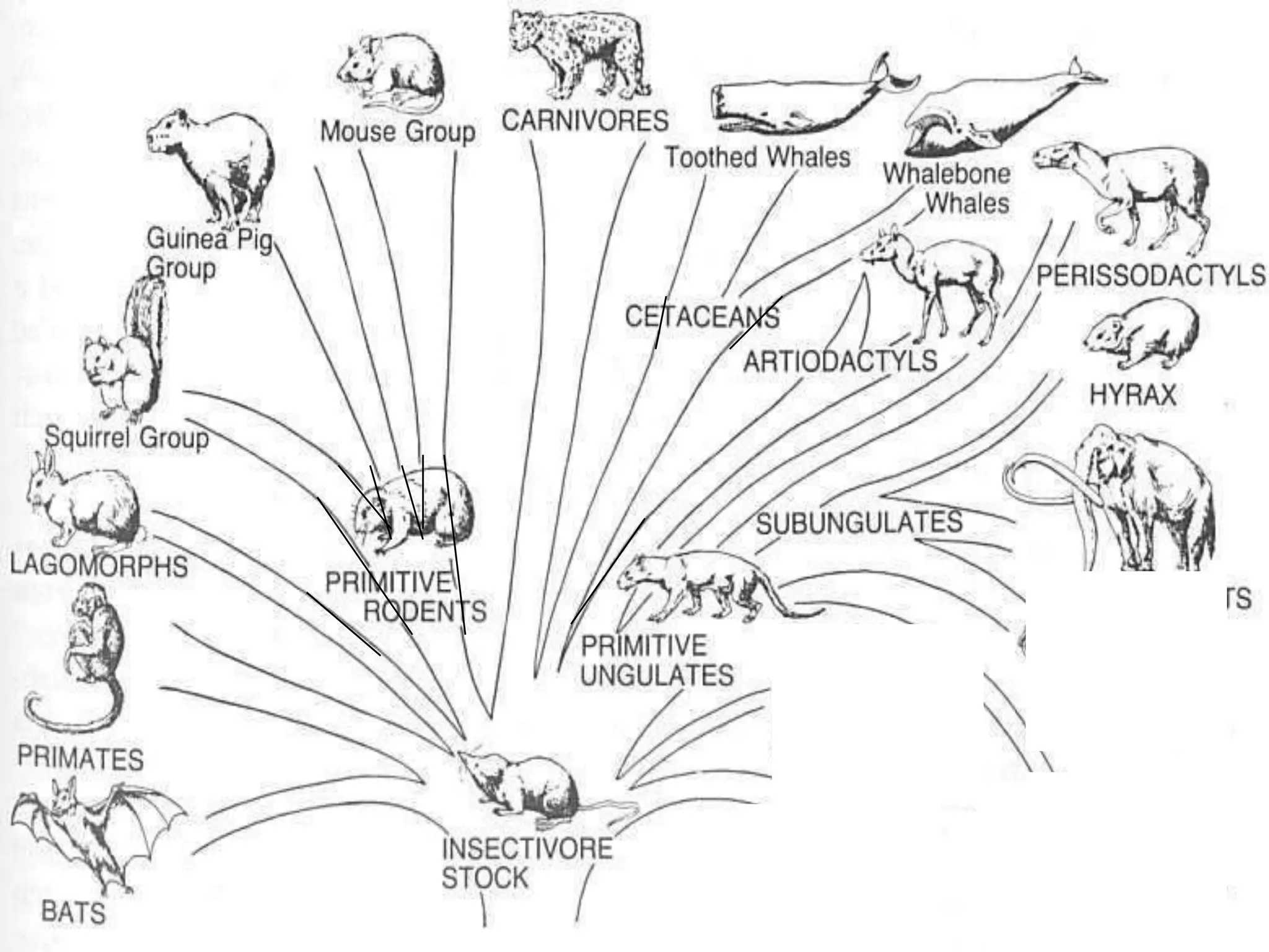 Mammals Lesson Biology PowerPoint, Class Mammalia, Taxonomy and ...