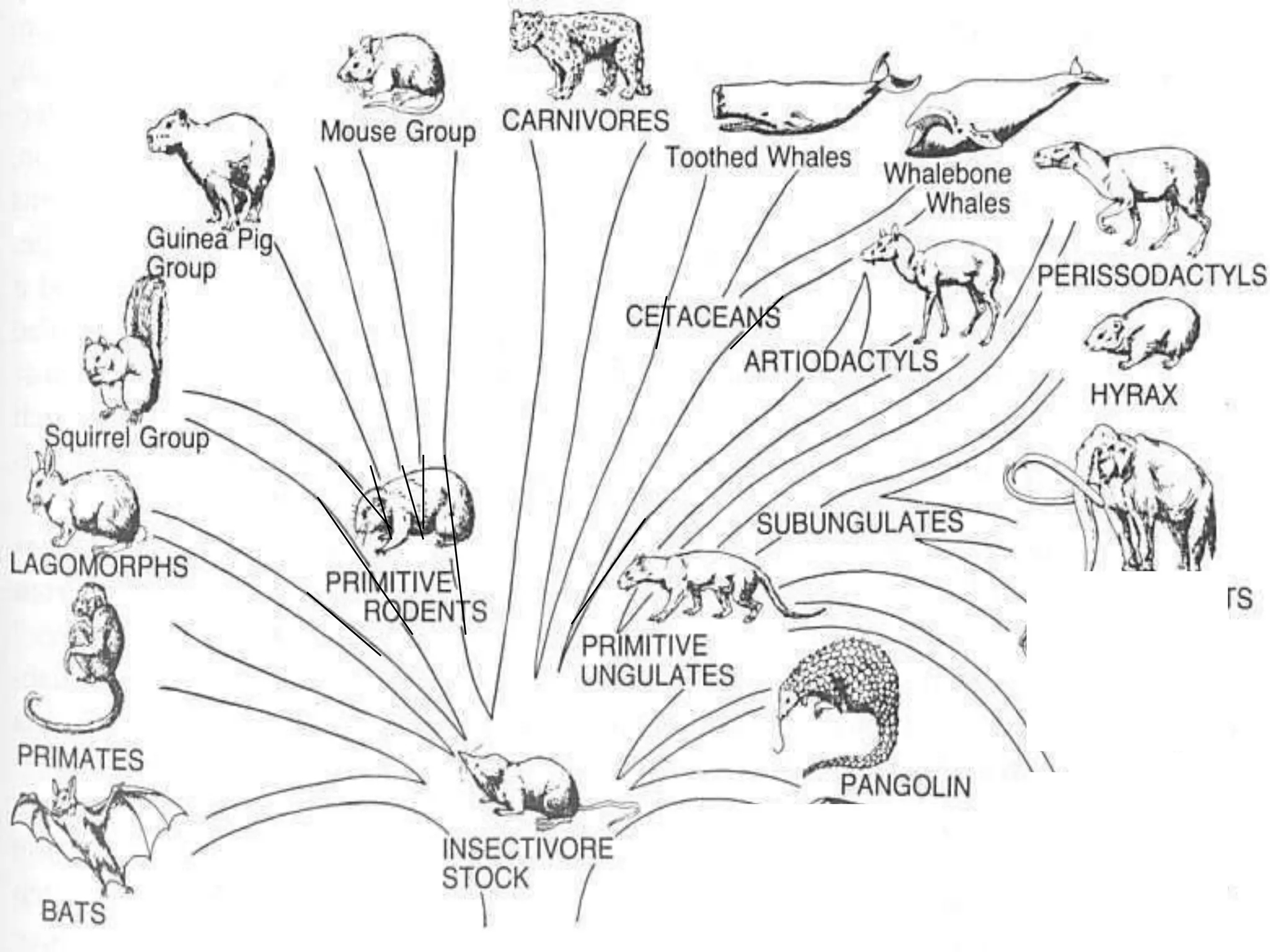 Mammals Lesson Biology PowerPoint, Class Mammalia, Taxonomy and ...