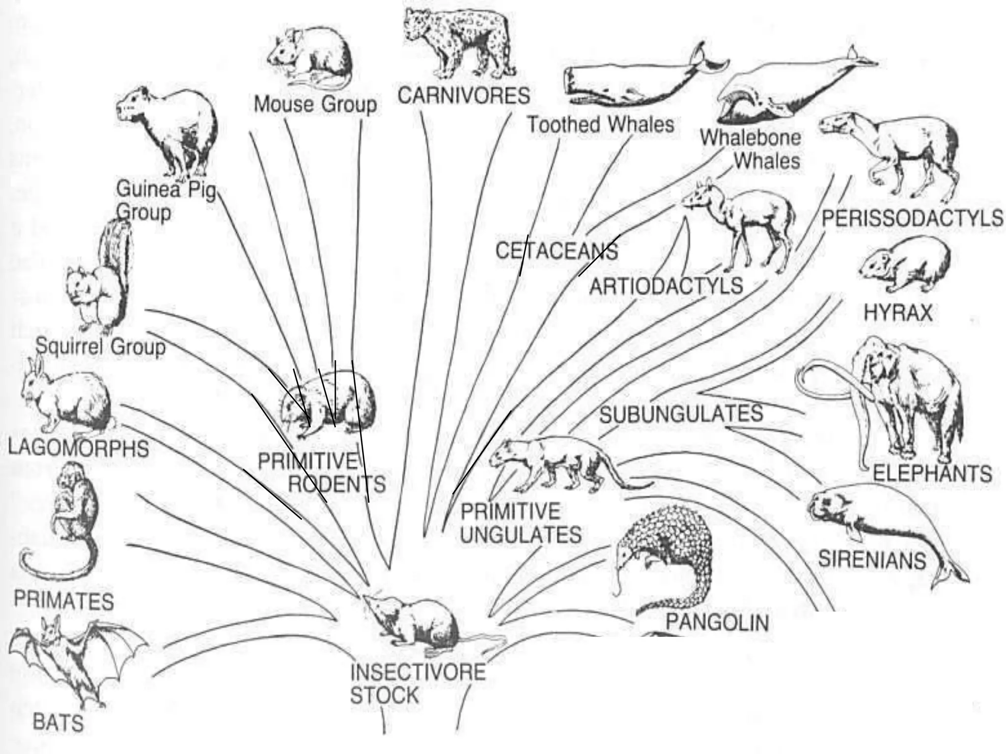 Mammals Lesson Biology PowerPoint, Class Mammalia, Taxonomy and ...