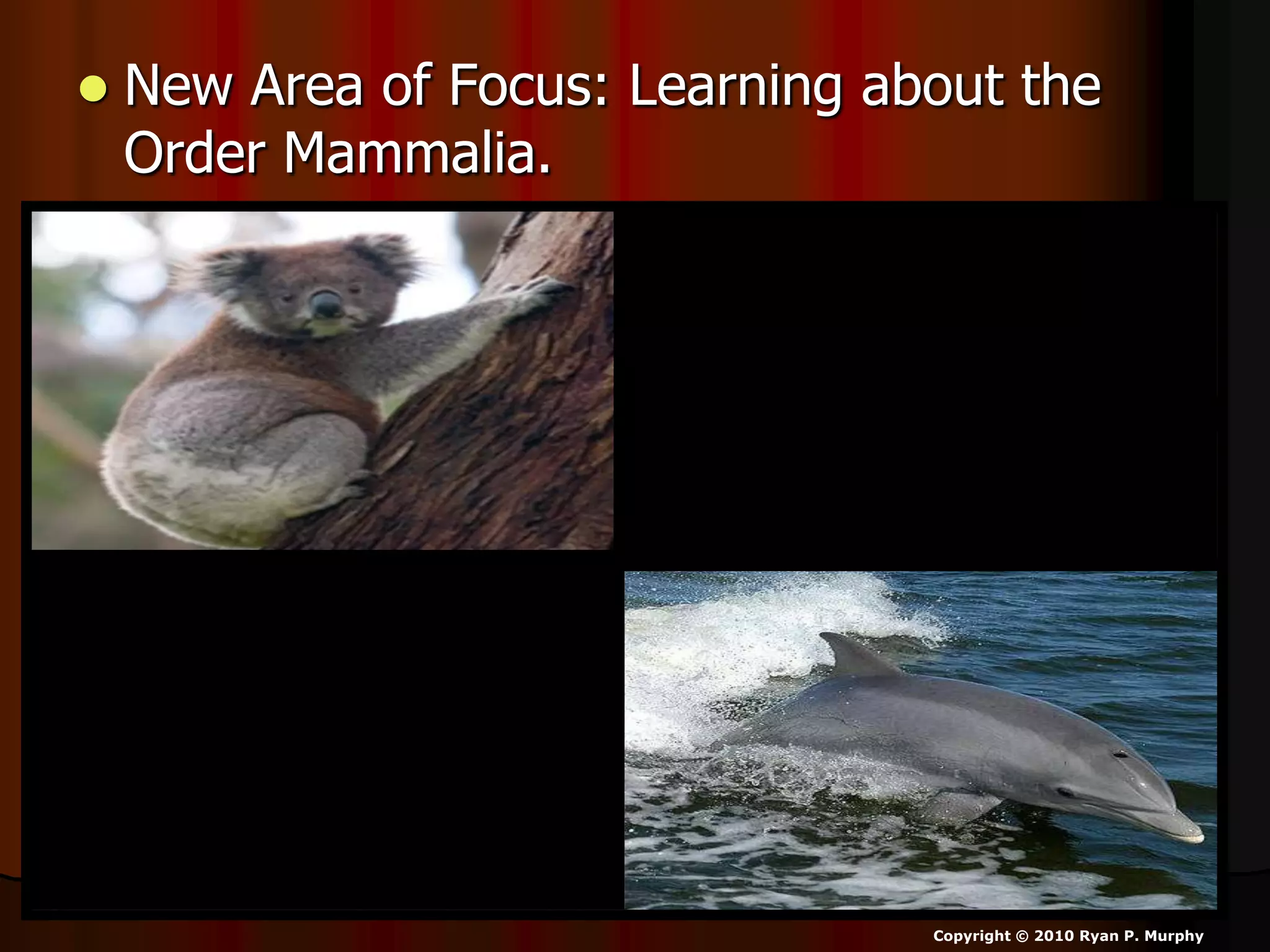 Mammals Lesson Biology PowerPoint, Class Mammalia, Taxonomy and ...