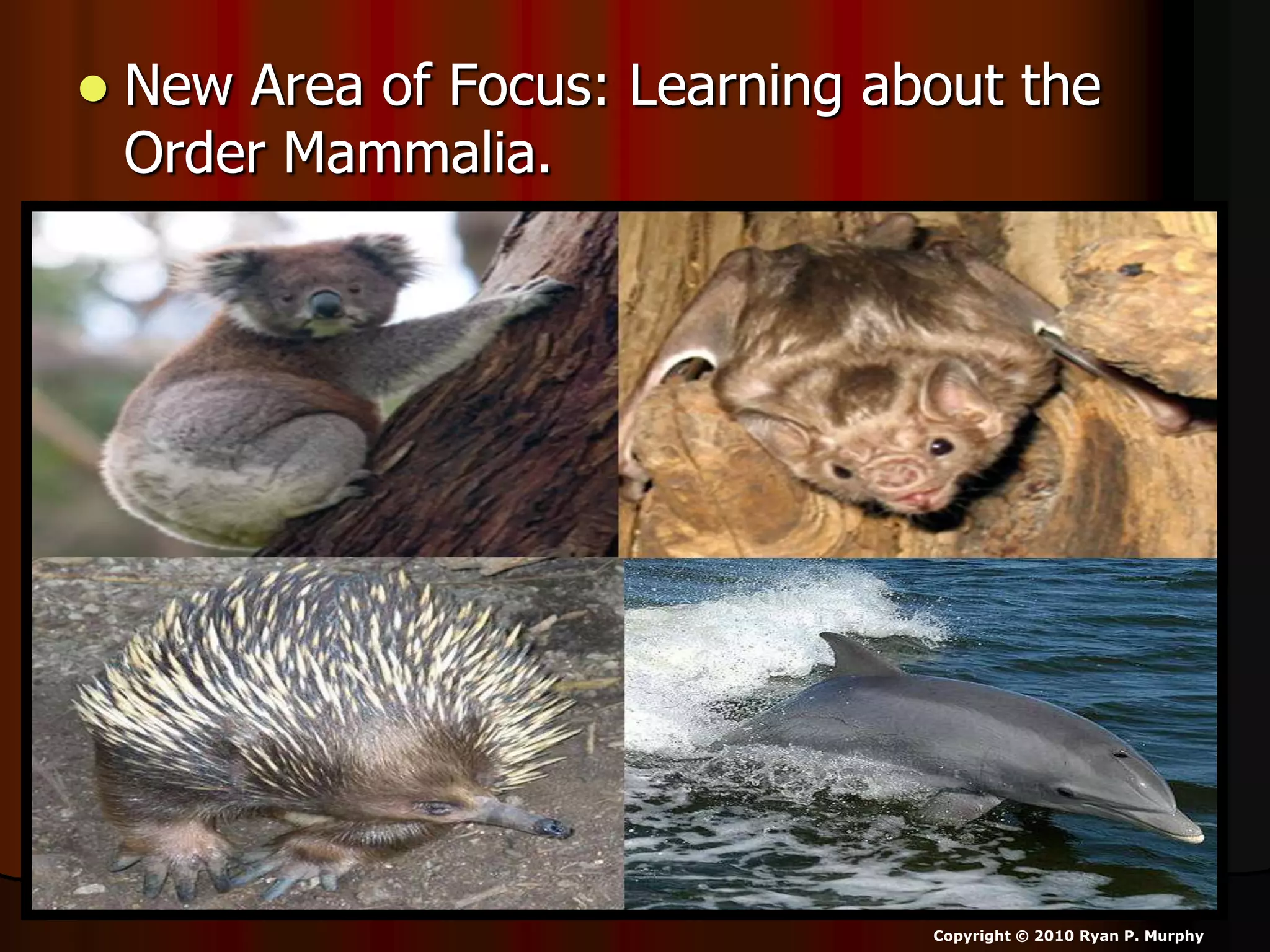 Mammals Lesson Biology PowerPoint, Class Mammalia, Taxonomy and ...