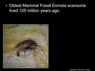Mammals Lesson Biology PowerPoint, Class Mammalia, Taxonomy and ...