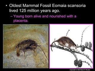 Mammals Lesson Biology PowerPoint, Class Mammalia, Taxonomy and ...