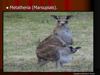 Mammals Lesson Biology PowerPoint, Class Mammalia, Taxonomy and ...