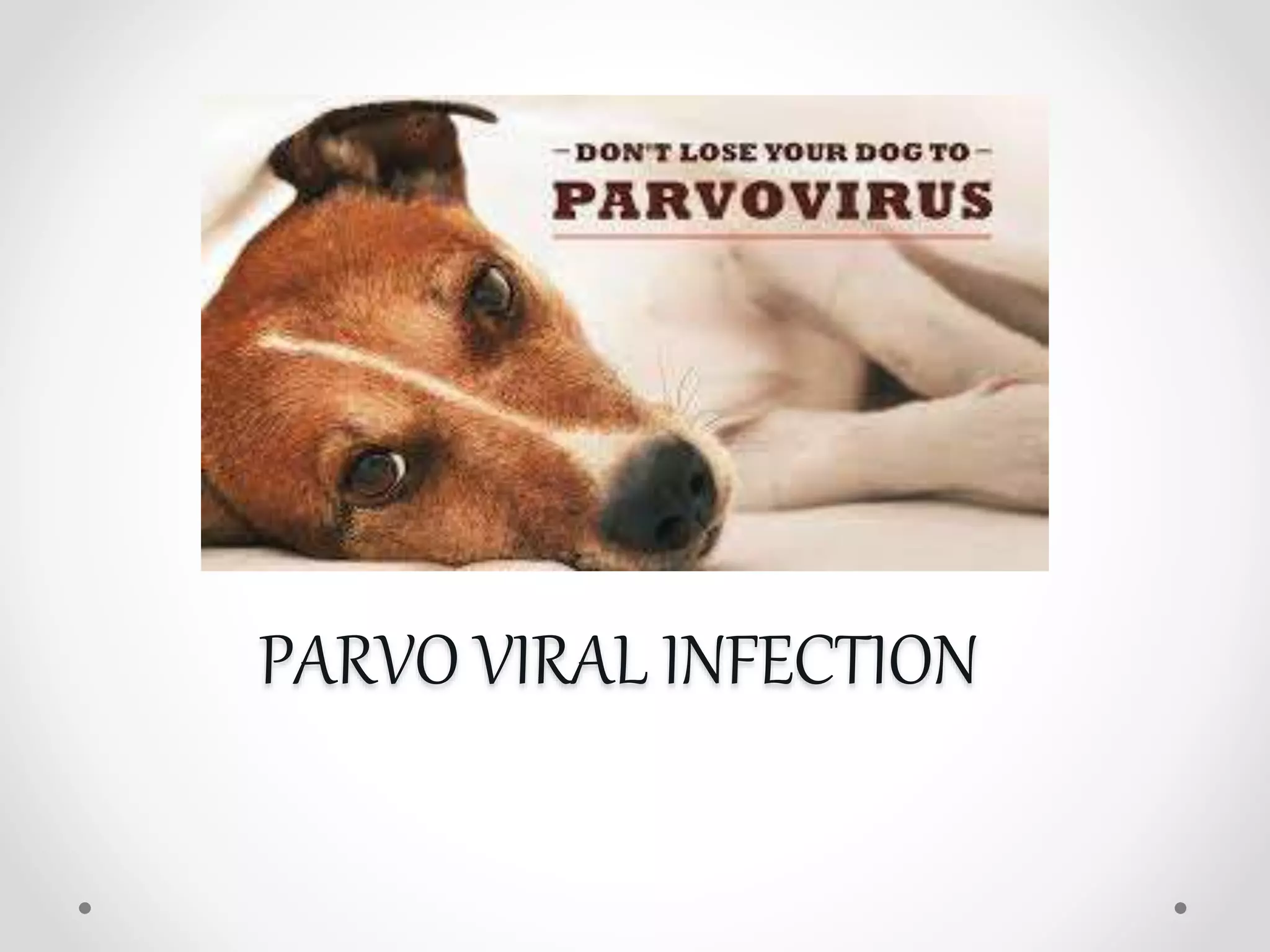 Parvo viral infection | PPTX