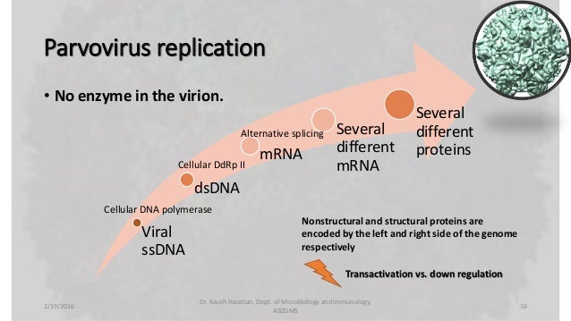 An introduction to Parvoviridae