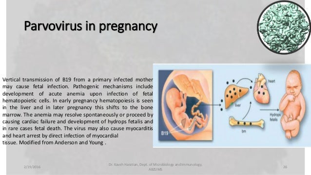 An introduction to Parvoviridae