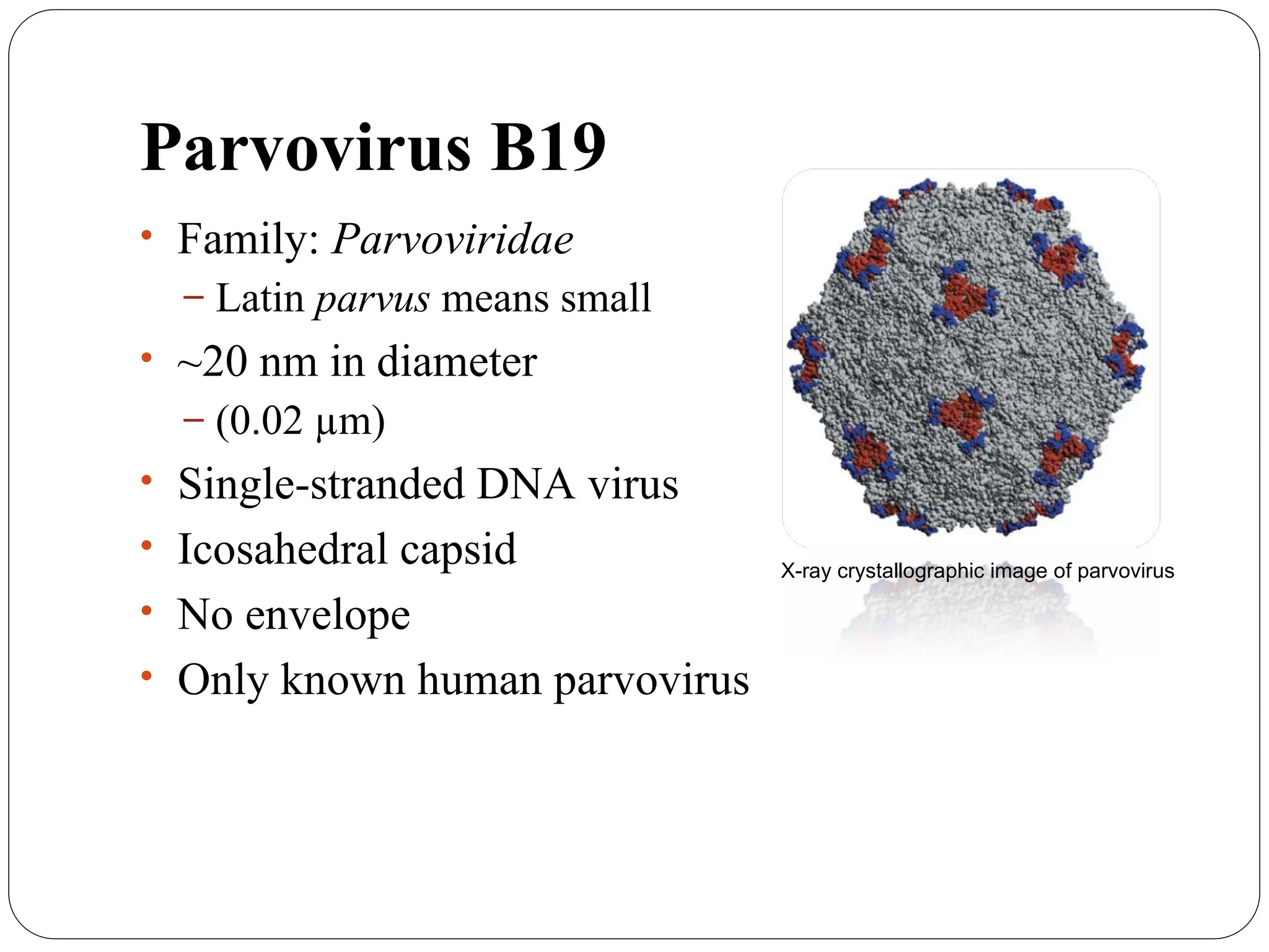 Detailed notes on the topic PARVOVIRIDAE.ppt