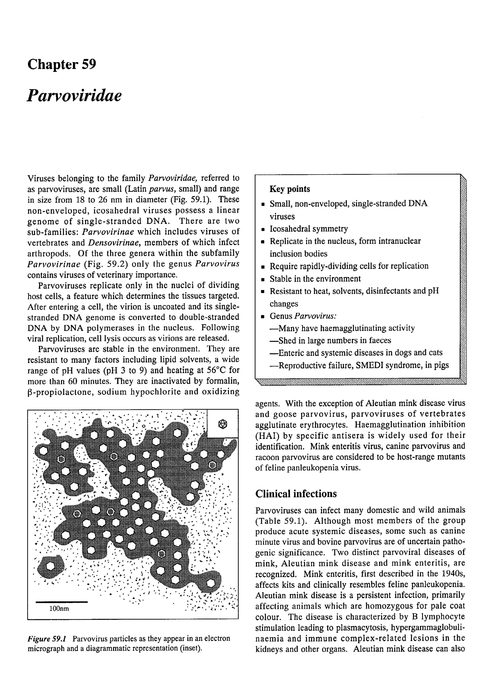 Parvoviridae (P.J.Quin).pdf