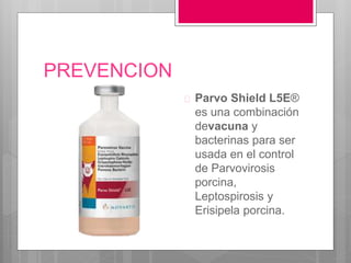 Parvovirosis porcina | PPTX