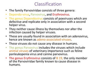 Human Parvovirus