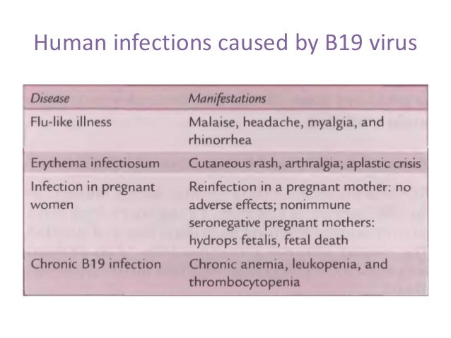 Parvo Virus