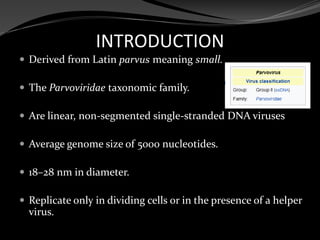 Parvovirus | PPT