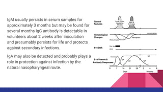 Parvovirus-Pathogenicity and Clinical presentation | PDF