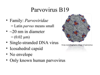 Human Parvovirus