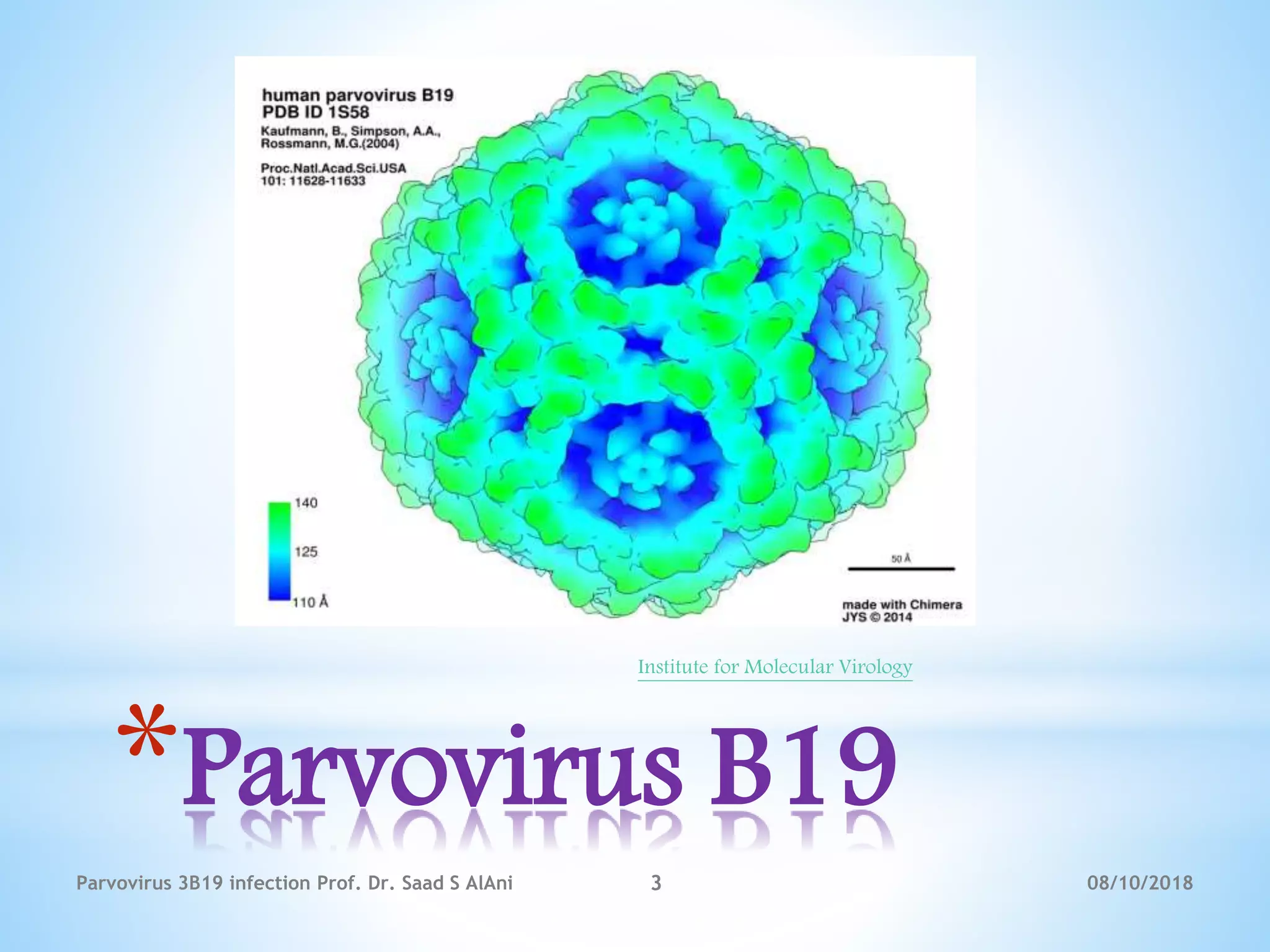 Parvovirus b19 infection | PPTX