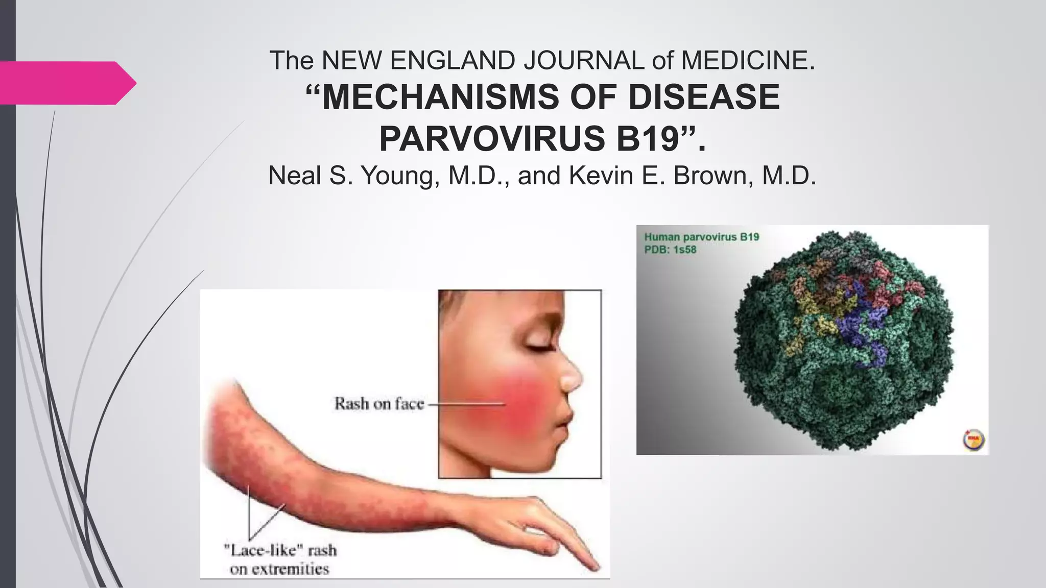 Parvovirus | PPTX