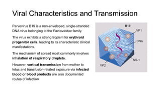 Parvovirus Infection.presentation for pediatric patients | PPTX