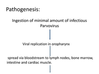 Parvo virus infection in dog - preventive medicine | PPTX