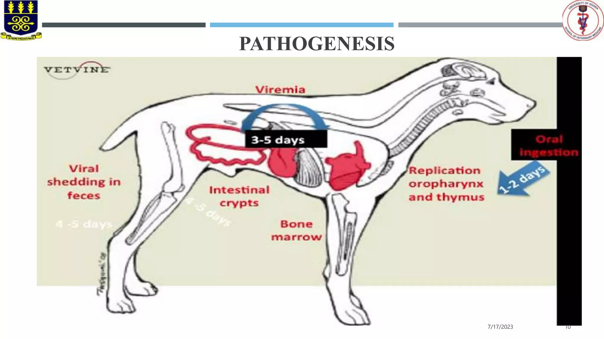 PARVO VIRUS PRESENTATION.pptx | Infectious Diseases | Diseases and ...