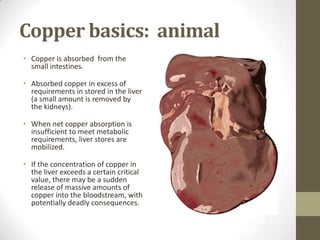 Copper | PPTX