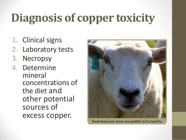 Copper Toxicity Symptoms