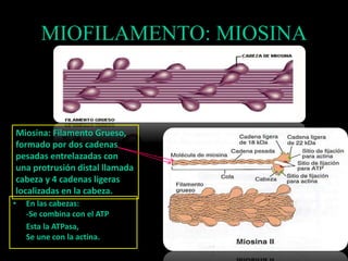 Sistema Muscular | PPTX