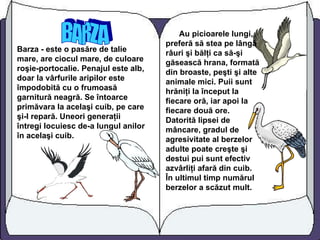 Pasaricalatoare | PPT