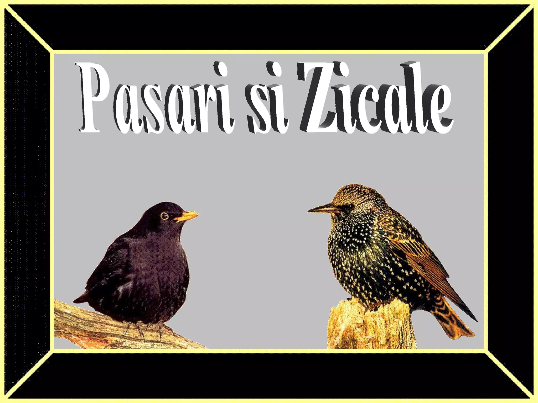 Pasari si zicale | PPT