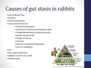 Rabbit Gastrointestinal Stasis Presentation | PPTX | Digestive ...