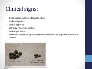 Rabbit Gastrointestinal Stasis Presentation | PPTX