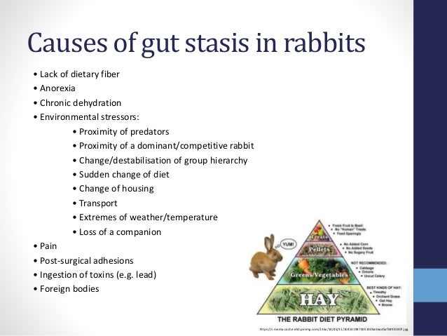 Rabbit Gastrointestinal Stasis Presentation
