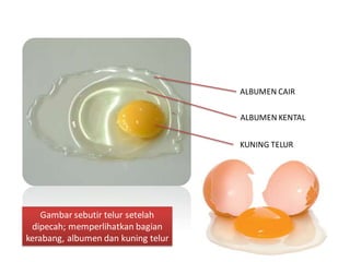 teknik pengolahan dan memasak telur yg baik | PDF