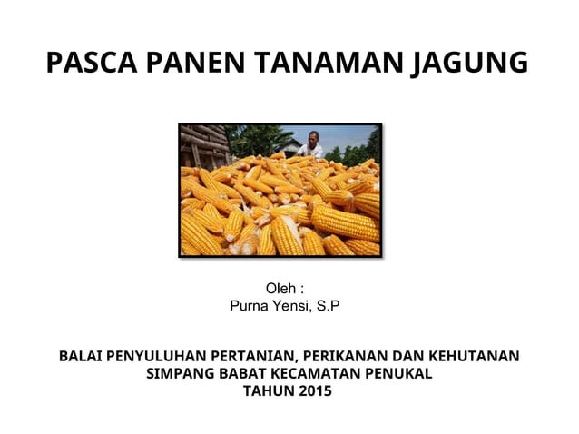 Pasca panen tanaman jagung sesuai anjuran.ppt