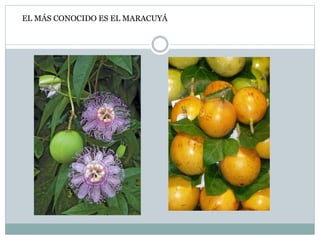Pasifloras | PPTX