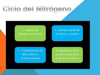 NITROGENO | PPTX