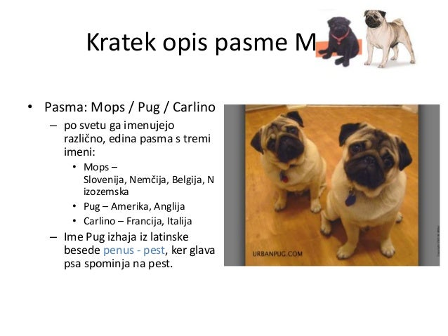 Pasma mops kratka