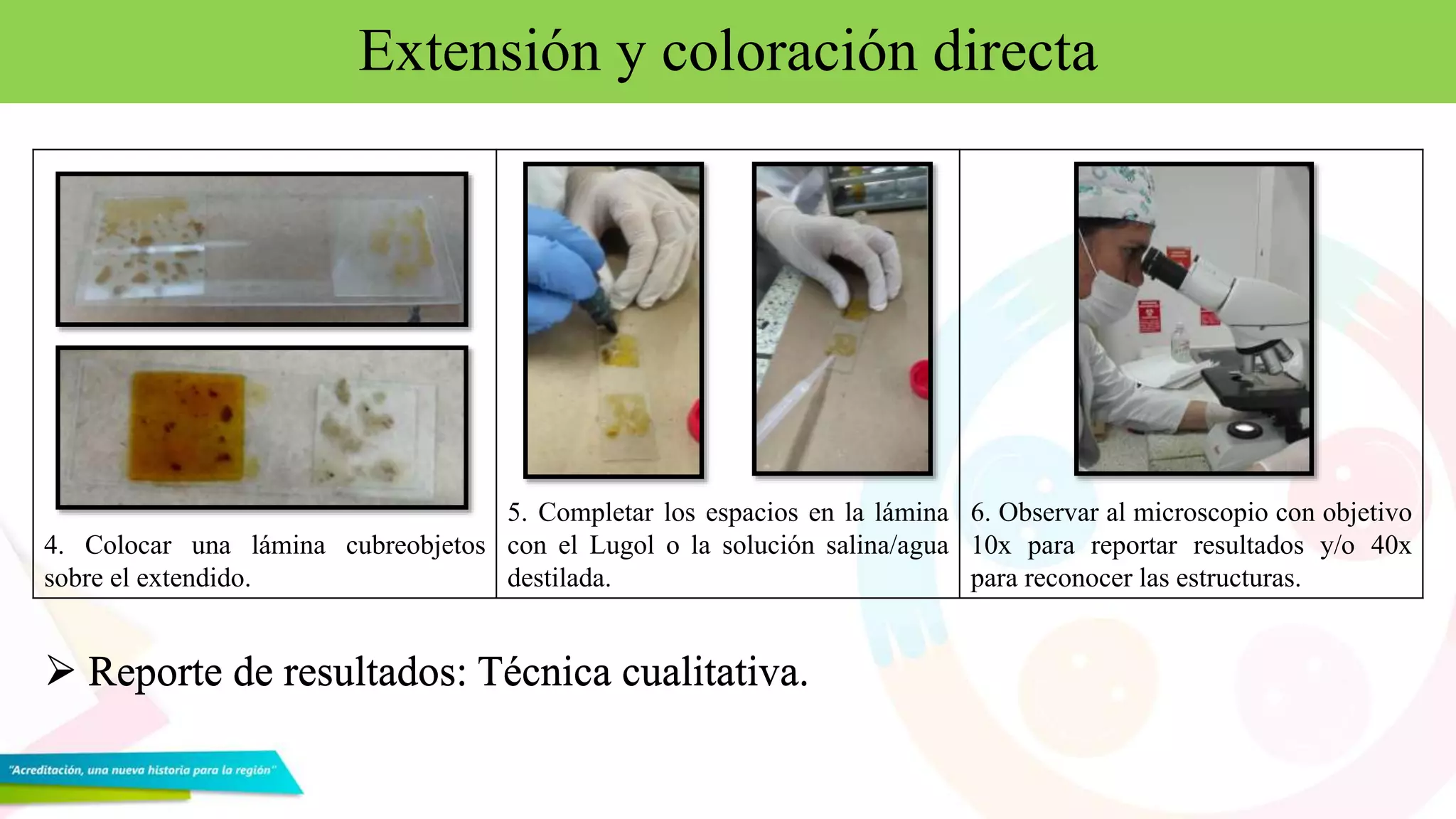 Paso a paso Coprología - Leidy Giraldo | PPTX | Chemistry | Science
