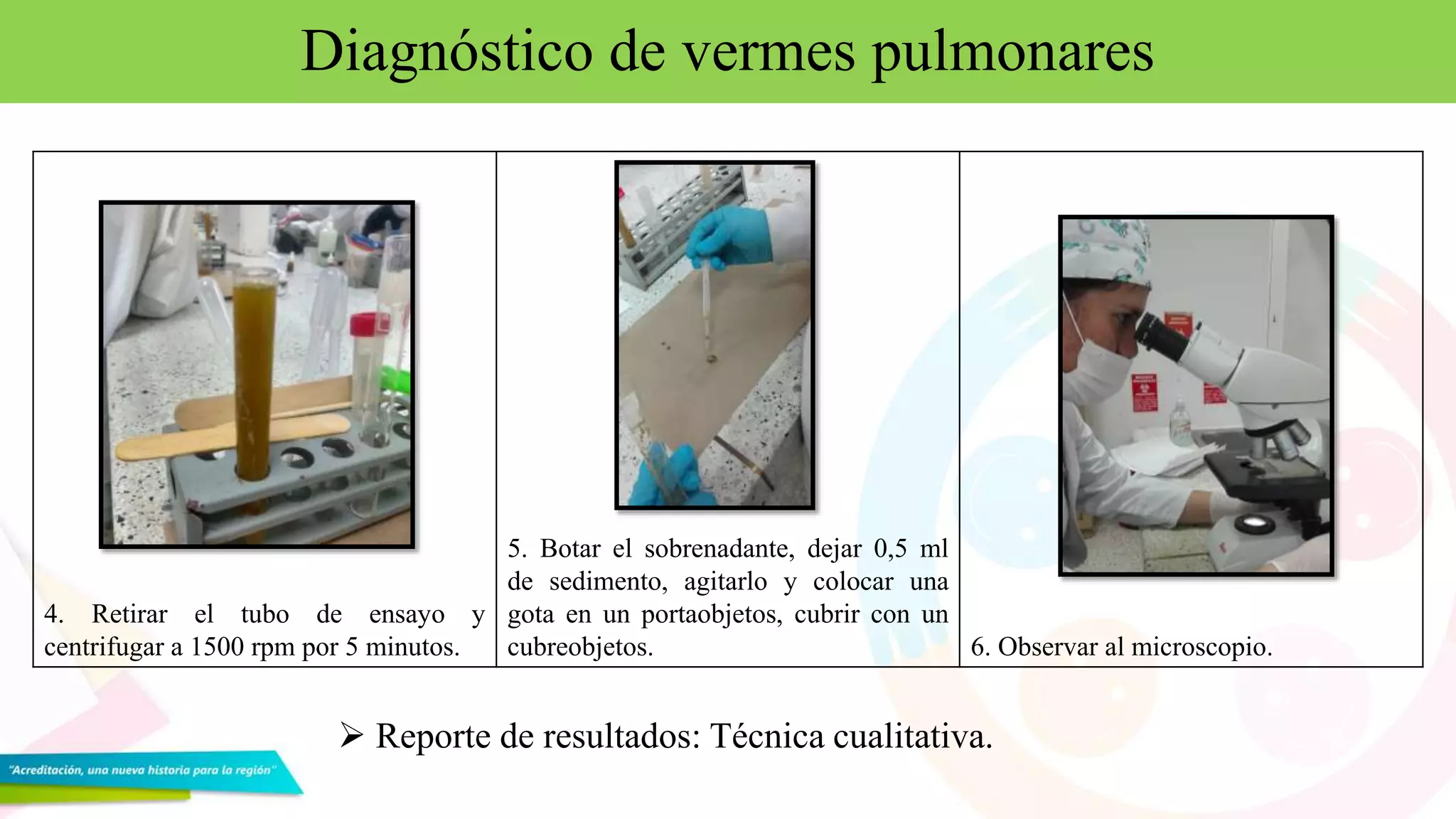 Paso a paso Coprología - Leidy Giraldo | PPTX | Chemistry | Science