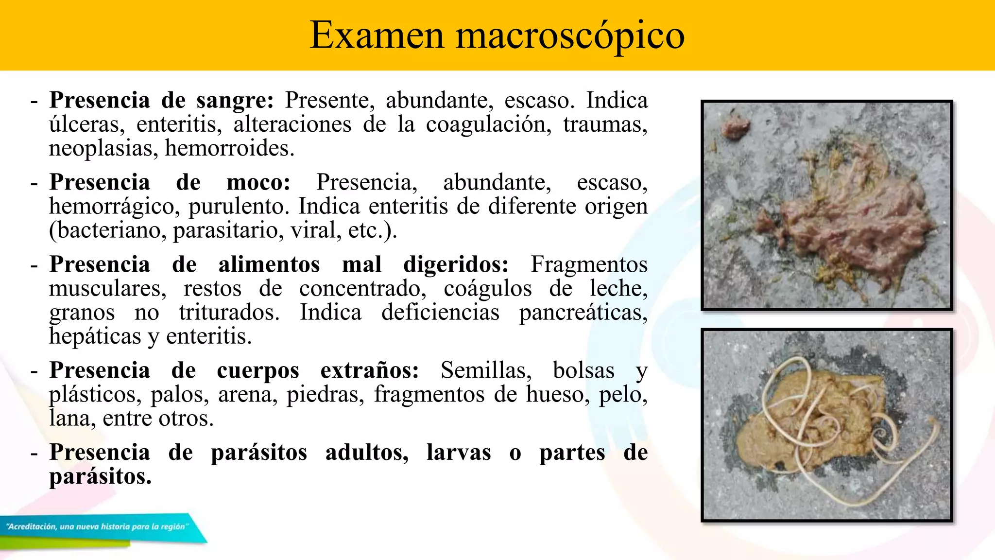Paso a paso Coprología - Leidy Giraldo | PPTX | Chemistry | Science