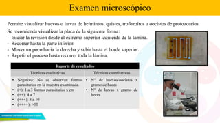 Paso a paso Coprología - Leidy Giraldo | PPTX