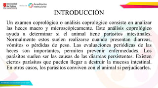 Paso a paso Coprología - Leidy Giraldo | PPTX