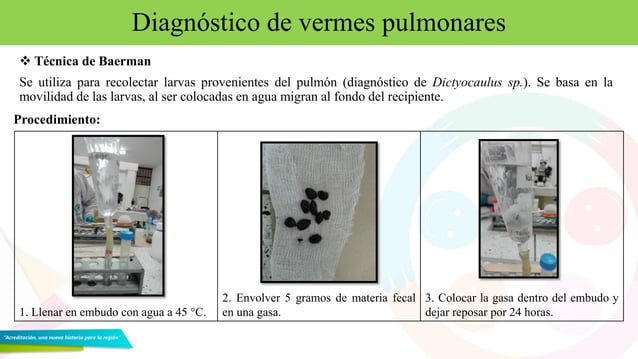 Paso a paso Coprología - Leidy Giraldo | PPTX | Chemistry | Science